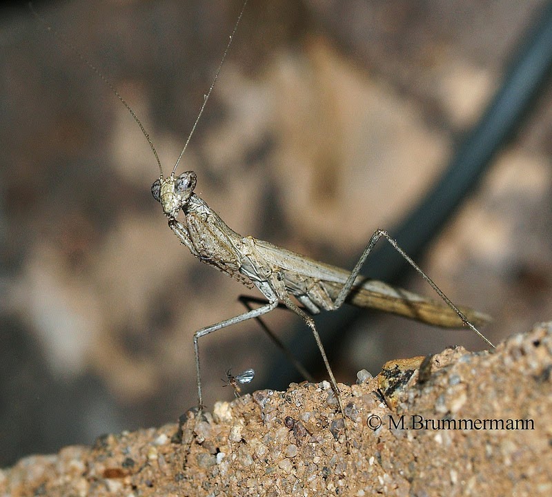 Arizona: Beetles, Bugs, Birds and more: All about Mantids